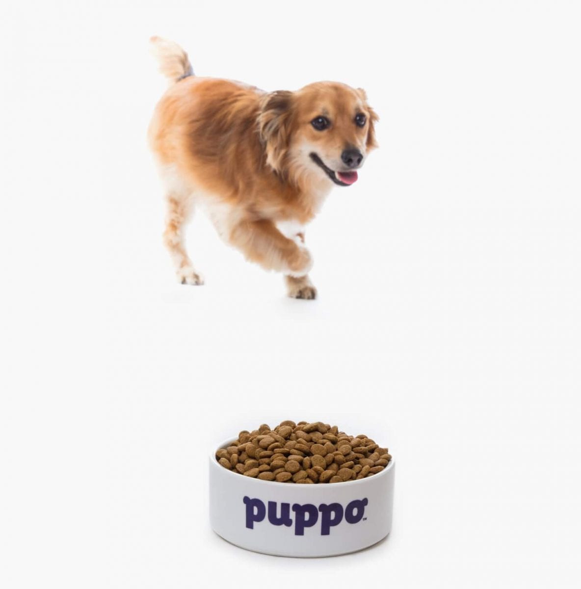 Puppo: Innovative Personalized Dog Food Review | Technobark