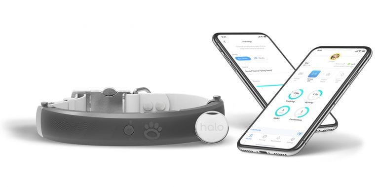 6 Best Smart Dog Collars In 2024: What Are They And Why You Need One