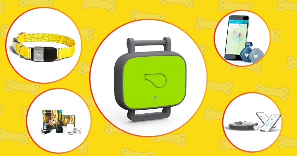6 Best Smart Dog Collars In 2024: What Are They And Why You Need One