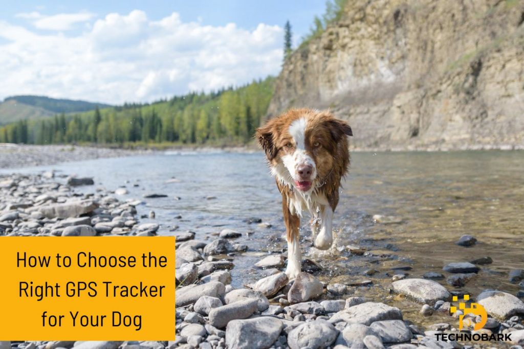 How to Choose a GPS Tracker for Your Dog: A Comprehensive Guide ...