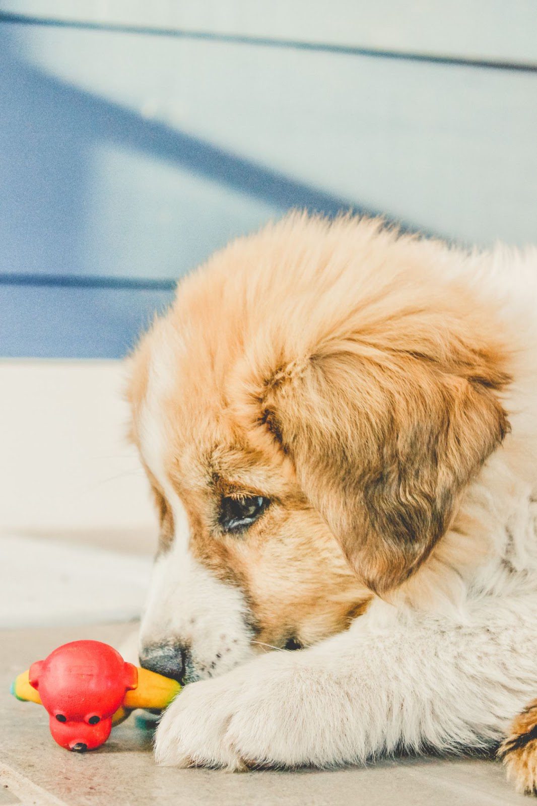 Are Plastic Chew Toys REALLY Bad for Dogs? (Pros & Cons)