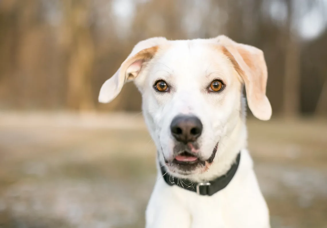 Teaching Your Dog to Push Buttons: A Step-by-Step Guide