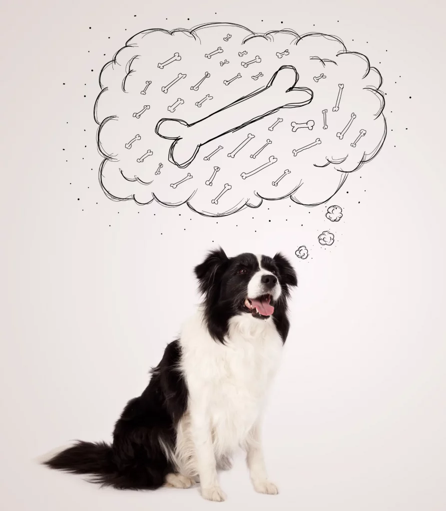 Teaching Your Dog to Push Buttons: A Step-by-Step Guide