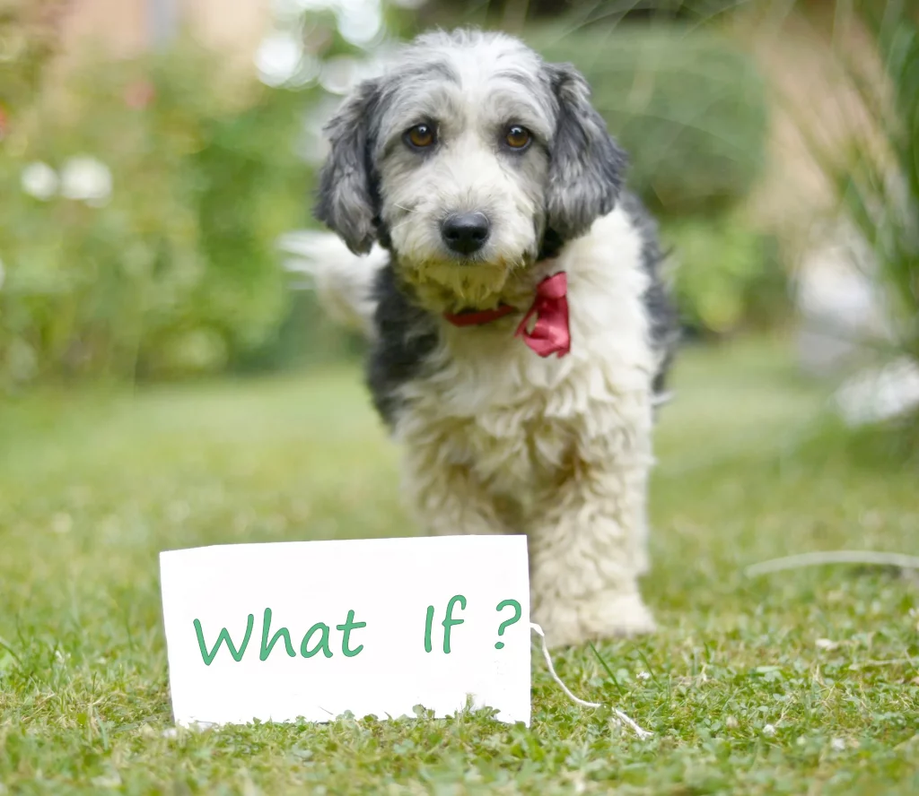 Teaching Your Dog to Push Buttons: A Step-by-Step Guide