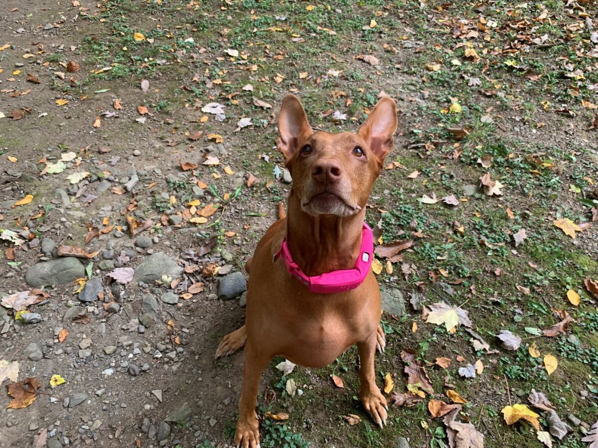 Halo Collar 4 Review (Based on Real-World Tests & Experiences) | Technobark