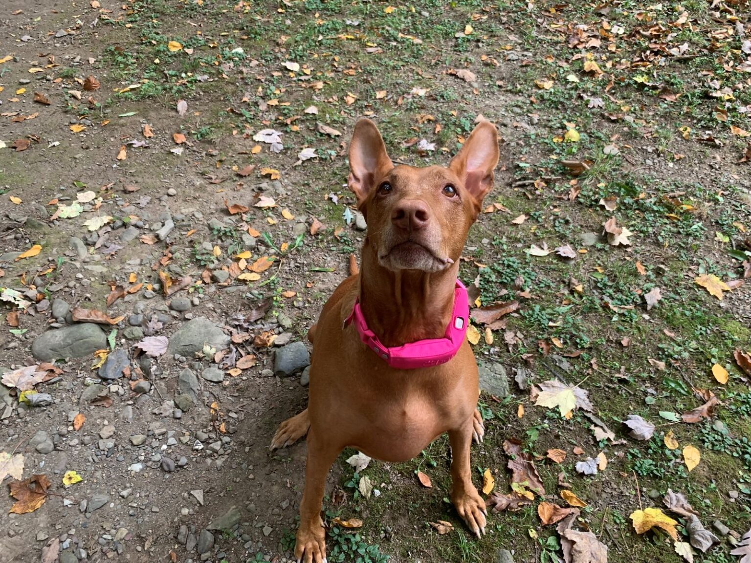 Halo Collar 4 Review (Based on Real-World Tests & Experiences) | Technobark
