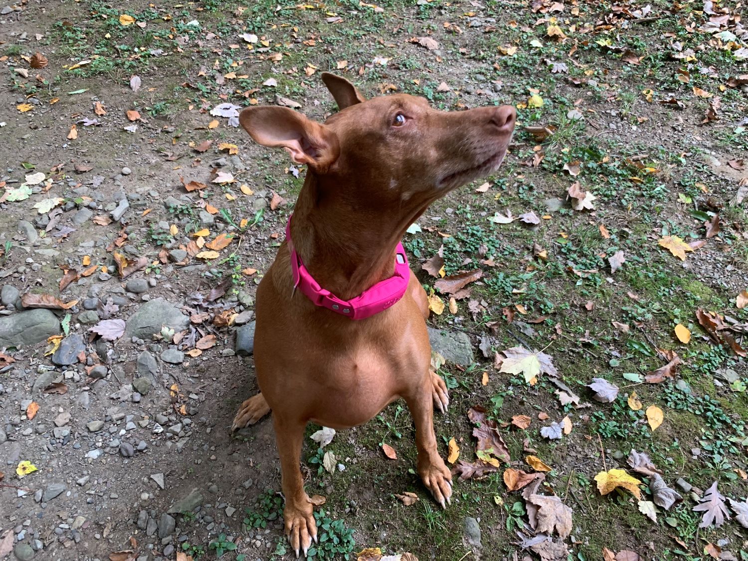 Halo Collar 4 Review (Based on Real-World Tests & Experiences) | Technobark