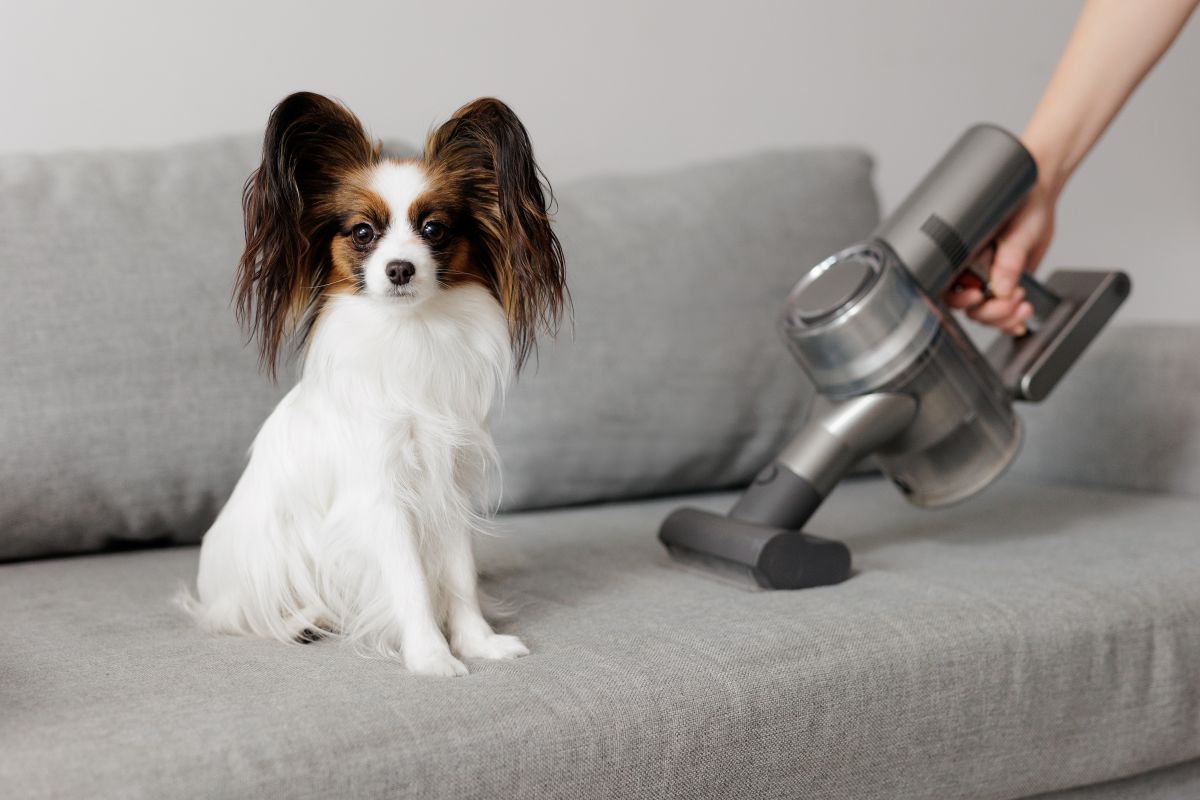 8 Best Vacuums for Dog Hair That Actually Work | Technobark
