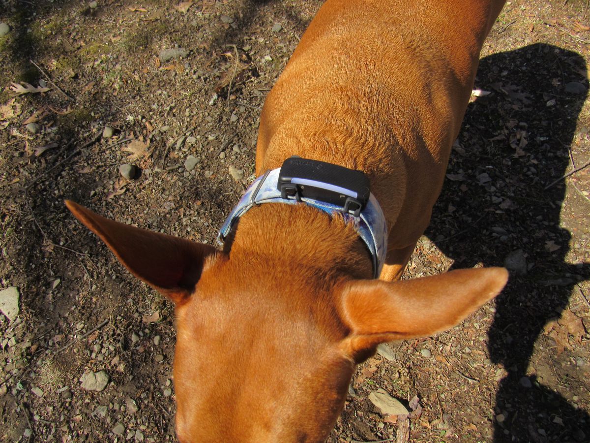 6 Best GPS Dog Fences in 2026: We Tested 11 Models | Technobark