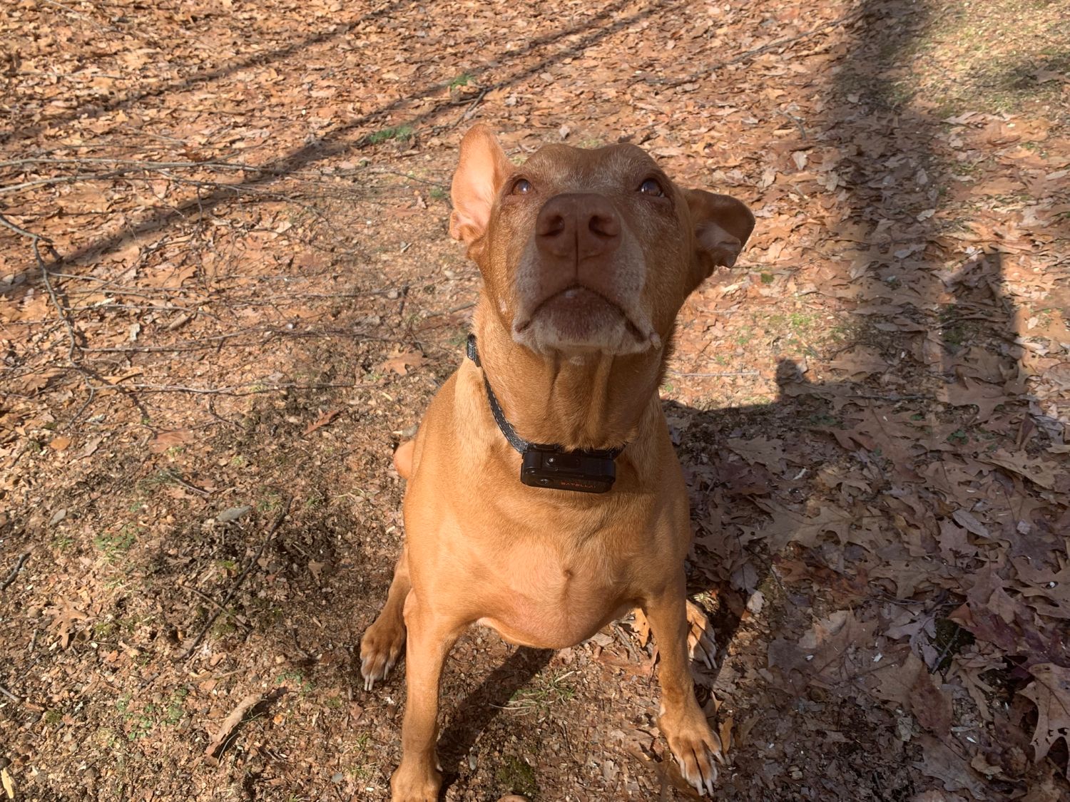 5 Best GPS Dog Collars for the UK | Technobark
