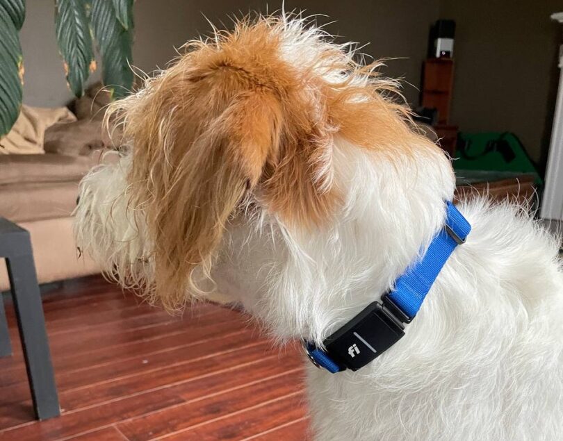 5 Best GPS Dog Collars for the UK | Technobark