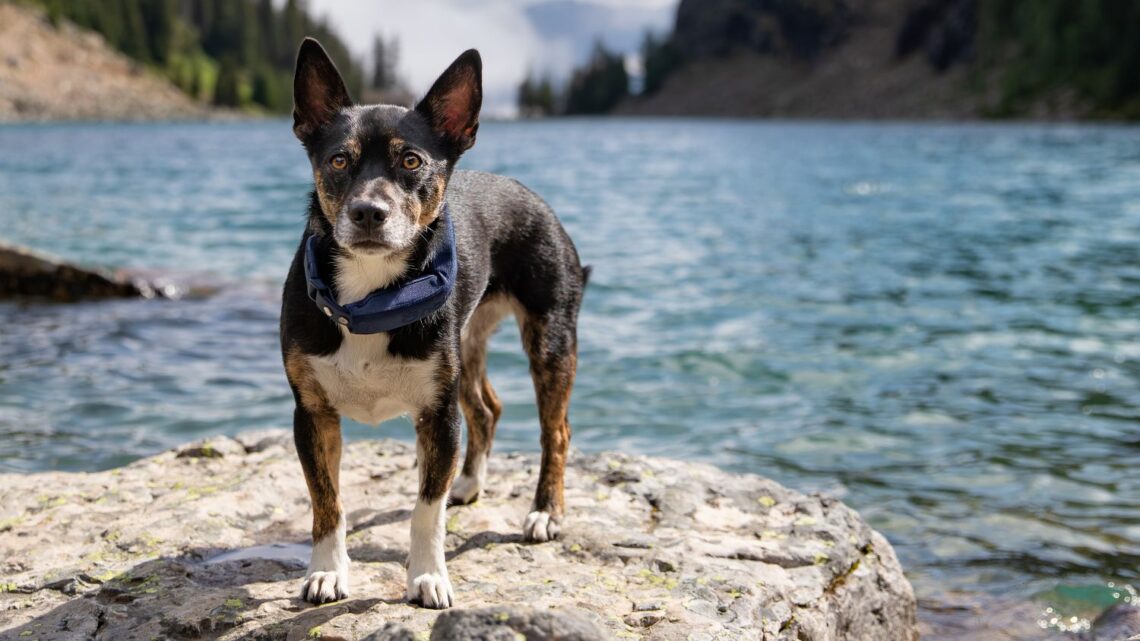 10 Best Summer Dog Essentials for 2026 (Cooling, Swimming & Outdoor ...